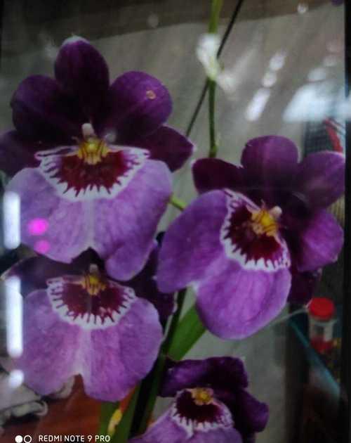 Орхидея мильтония