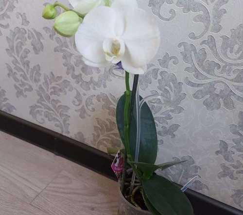 Орхидея фаленопсис, сейчас цветет