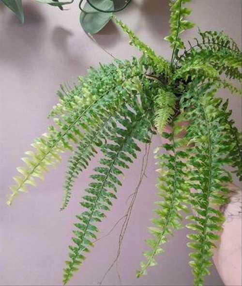 Нефролепис tiger fern папоротник вариегатный