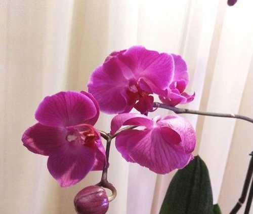 Сортовые орхидеи фаленопсис