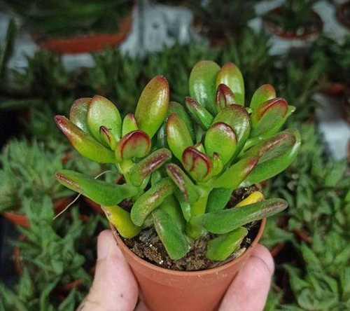 Крассула Хоббит (Crassula Ovata Hobbit)