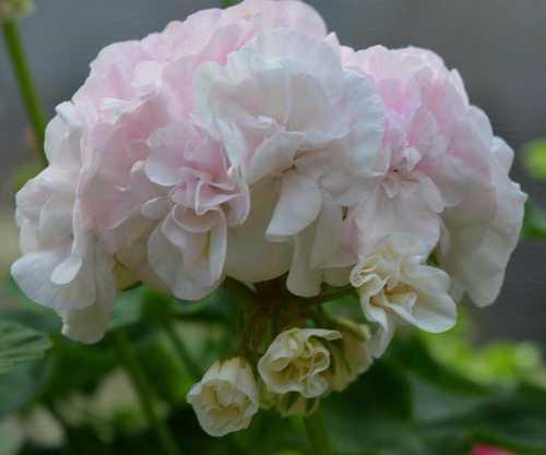 Пеларгония ив-Любава