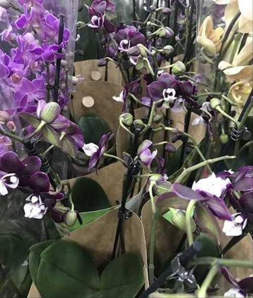 Орхидея Фаленопсис Каода. Доставка