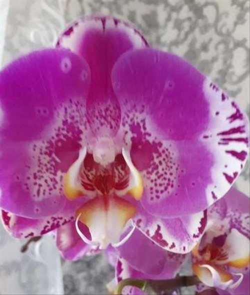 Орхидея фаленопсис грандифлора