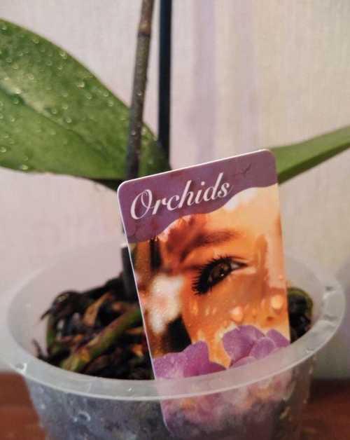 Фаленопсис белая орхидея