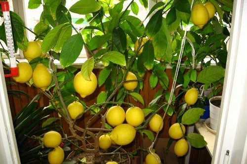 Павловские Лимоны и махровые Фиалки