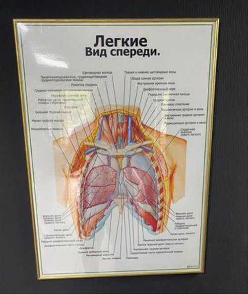 Анатомические плакаты
