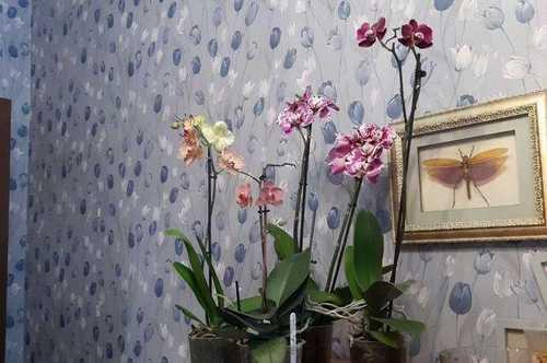 Орхидеи Викторио. Каменная Роза, Ракушка, Пятниста
