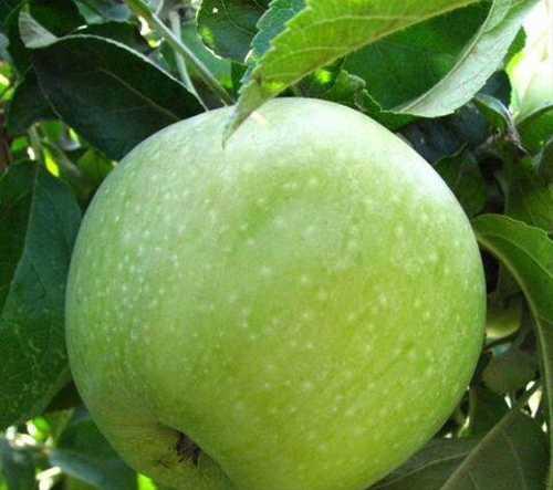 Саженцы оптом яблоня семеренко