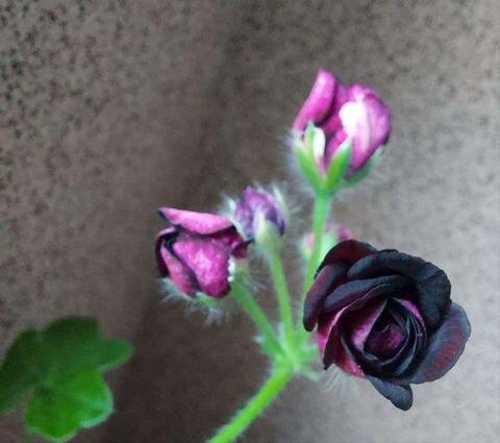Пеларгония Royal black rose