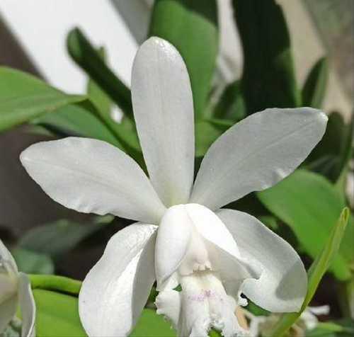 Орхидея cattleya intermedia alba