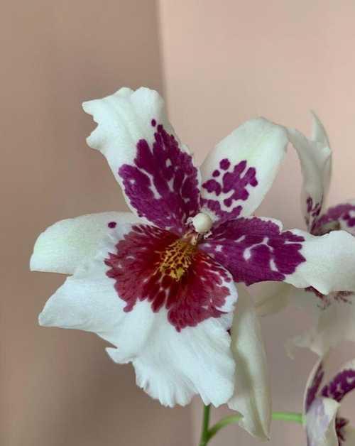 Орхидея камбрия ароматная