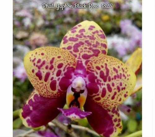 Орхидея фаленопсис подростки набор