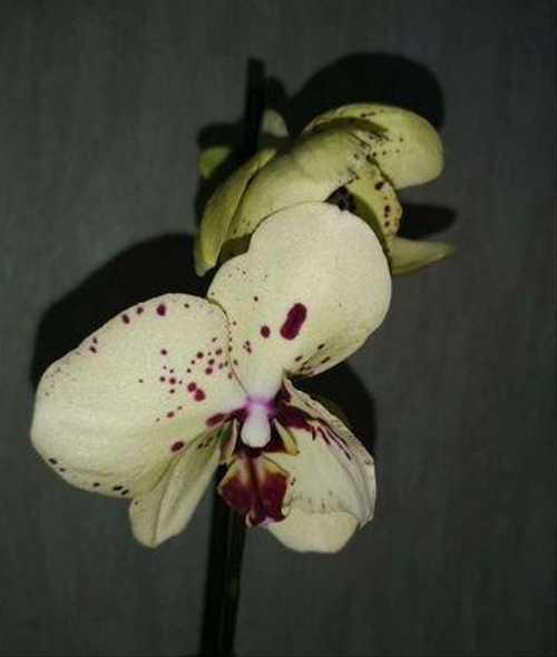 Орхидея 6 разных бабочка пелор Альбуфера