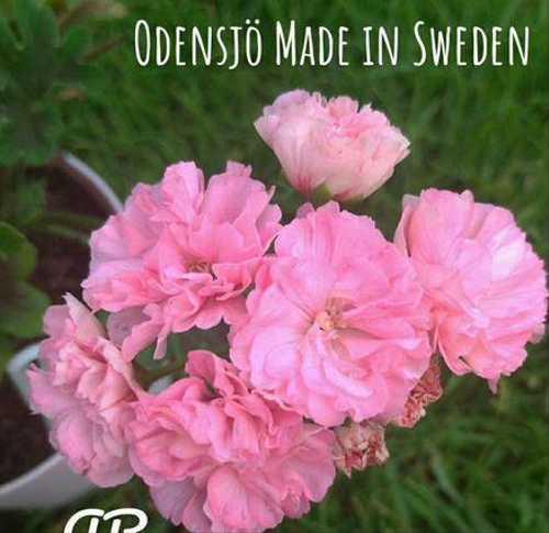 Пеларгония Odensjö Made in Sweden