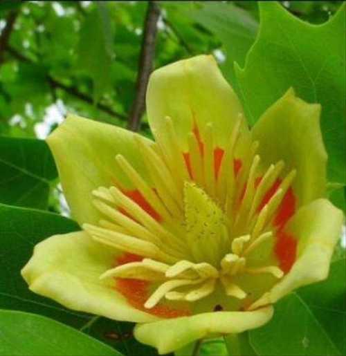 Тюльпановое дерево Лириодендрон тюльпановый