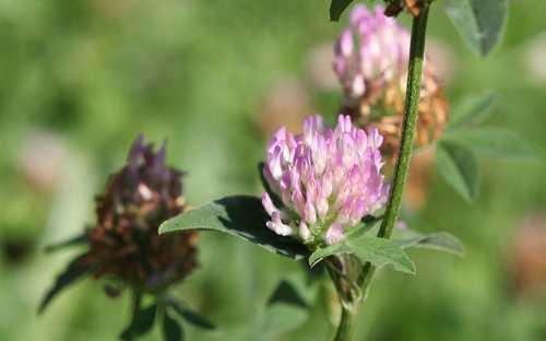 Семена клевер красный, луговой
