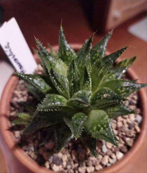 Хавортия (haworthia)
