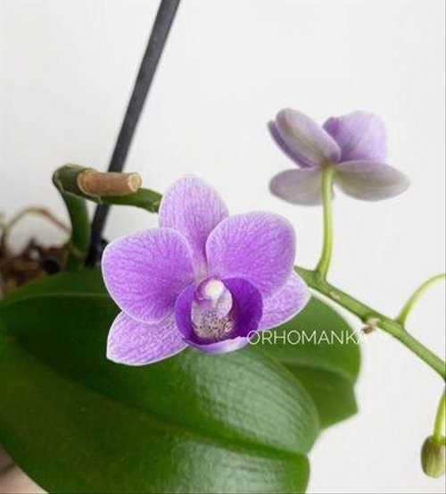 Орхидея фаленопсис Вайлет квин