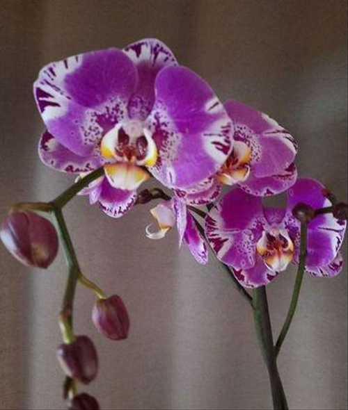 Орхидея фаленопсис гранд. "Виктория
