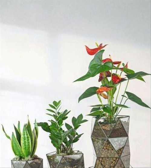 Комнатные растения цветы, разные