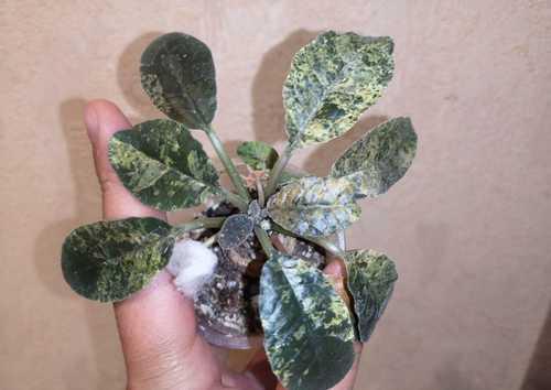 Дорстения foetida variegata