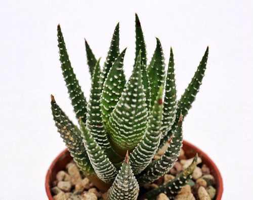 Хавортия Рейнвардта (Haworthia Reinwardtii)