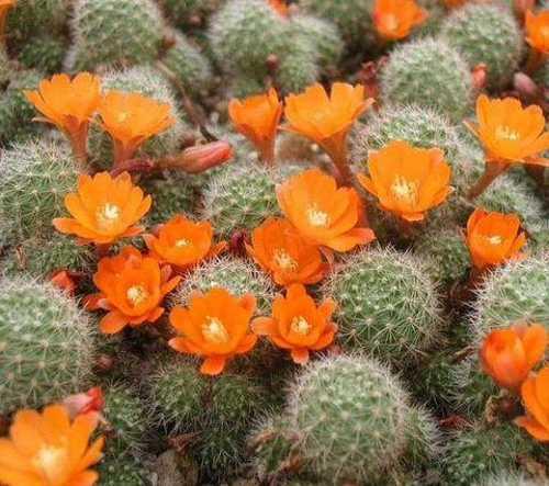 Кактус Rebutia pulvinosa