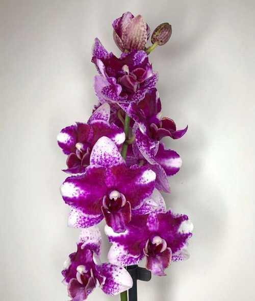 Орхидея фаленопсис Пульчерима
