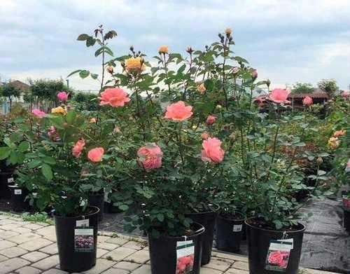Кустовые розы саженцы горшок 7-10литров