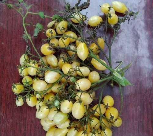 Коллекционные семена томата сорт Сумасшедшие вишни