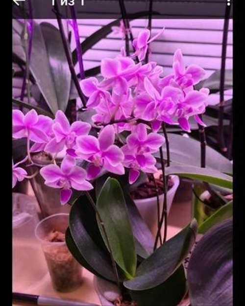 Орхидея фаленопсис Willd Pink или он же Equestris