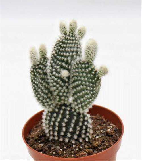 Опунция (Opuntia Microdasys var. Alba Spina)