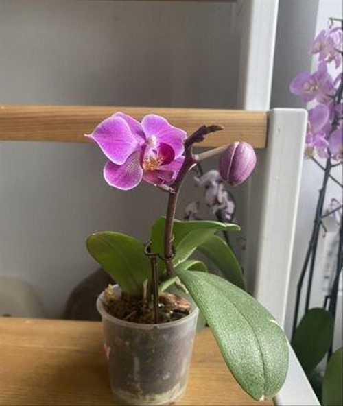 Орхидея фаленопсис соотовой