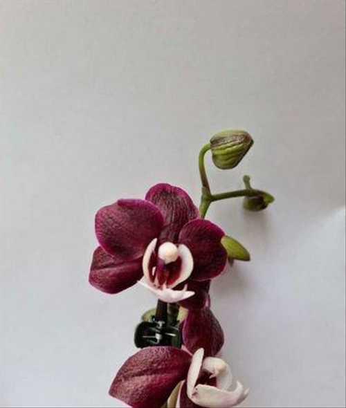 Орхидея фаленопсис KaodaTwinkle