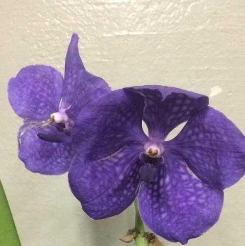 Орхидея Ванда синяя (отцвела)