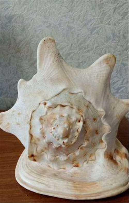 Морские ракушки раковины