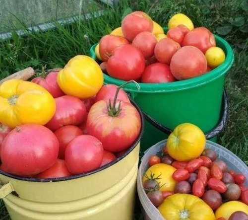 Семена сортовых помидоров и перцев