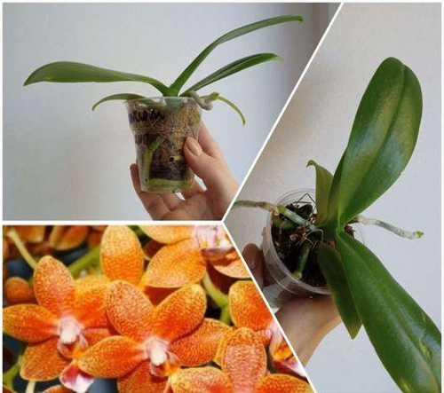 Орхидея phal. Master piece