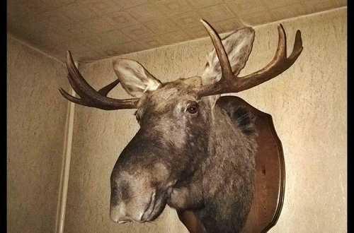 Чучело головы лося