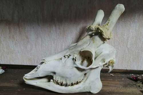 Череп косули