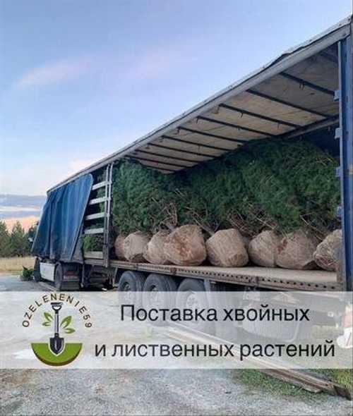 Сосна ель береза саженцы оптом зкс