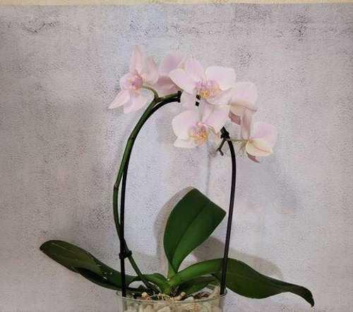 Орхидея сорт Салинас