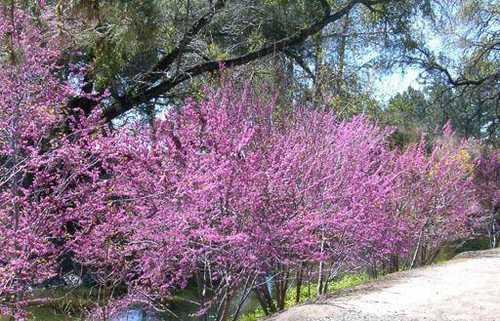 Cercis occidentalis семена