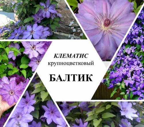 Клематис балтик крупноцветковый