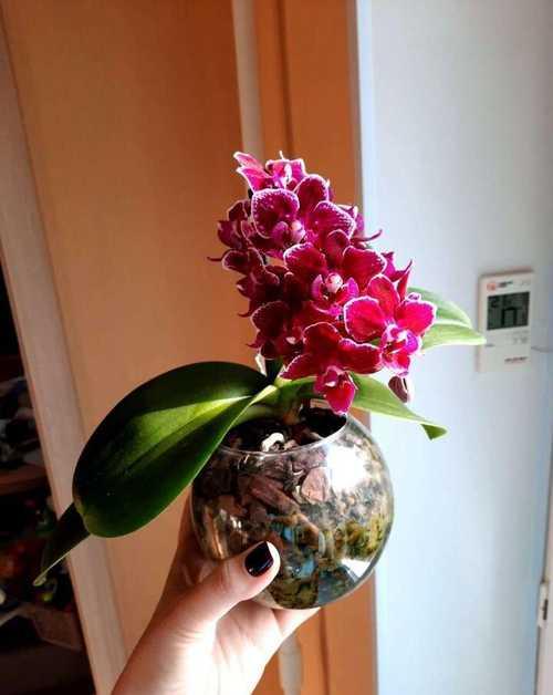 Орхидея фаленопсис midi