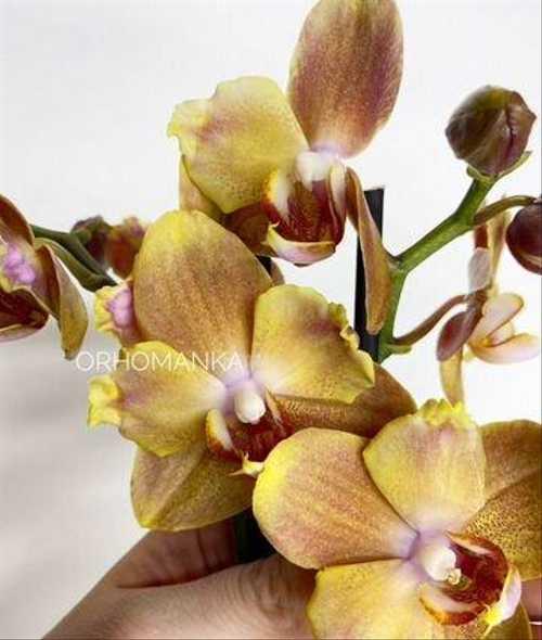 Орхидея фаленопсис брион