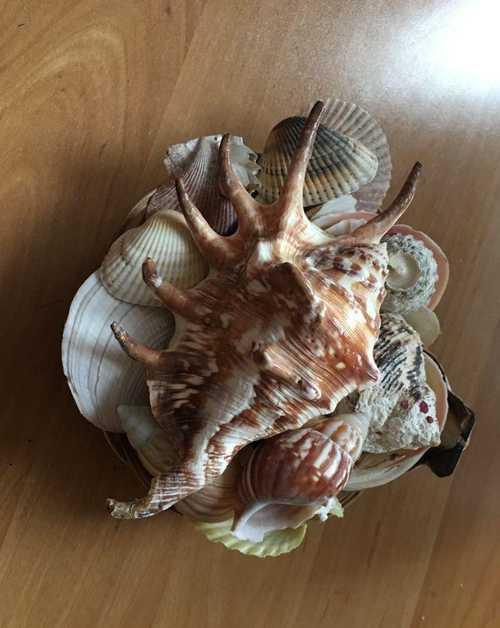 Ракушки с моря, ассорти