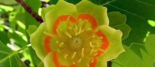 Лириодендрон тюльпанное дерево семена