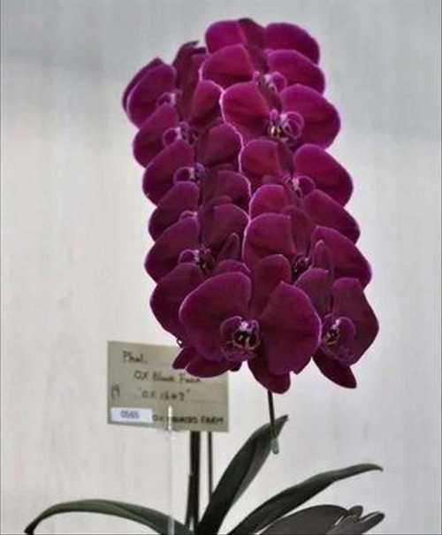 Орхидея фаленопсис OX Black Face "OX 1647"